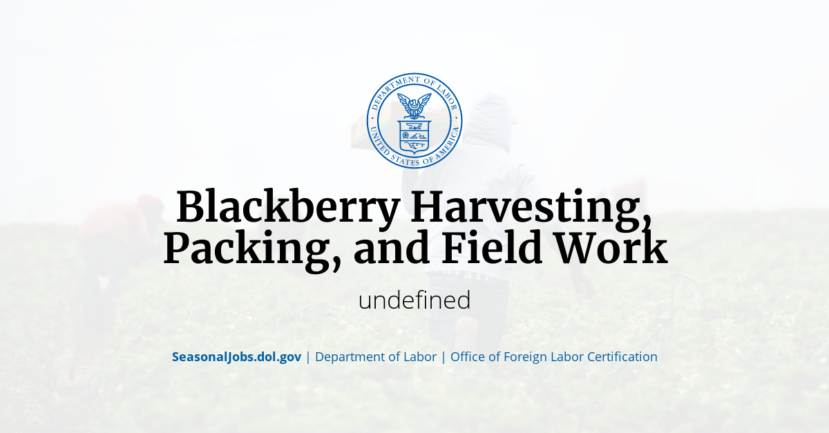Blackberry Harvesting, Packing, and Field Work | SeasonalJobs.dol.gov