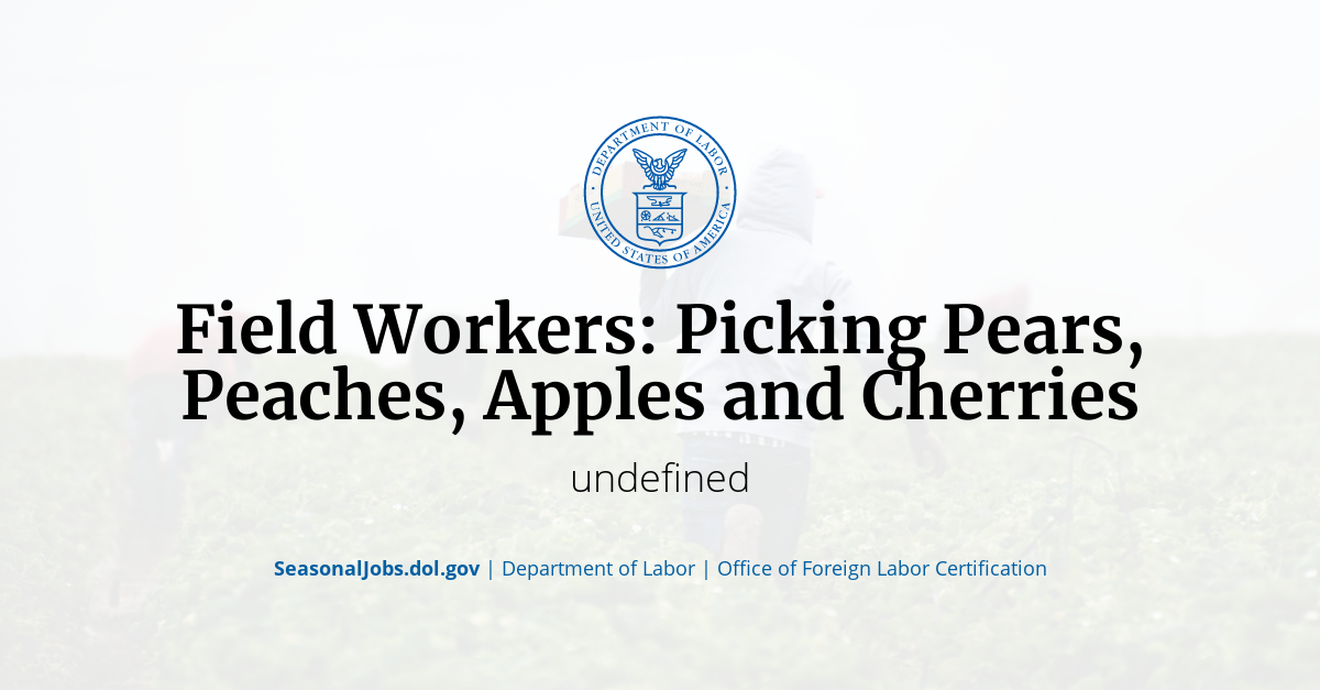 Field Workers: Picking Pears, Peaches, Apples and Cherries ...